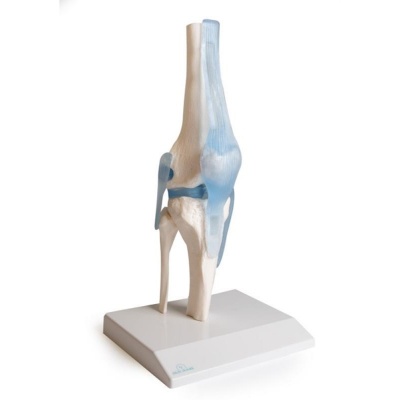 Leg and Foot Skeleton Models | Health and Care